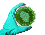 WI culture plate with gloved hand_shutterstock_web | Wisconsin State ...